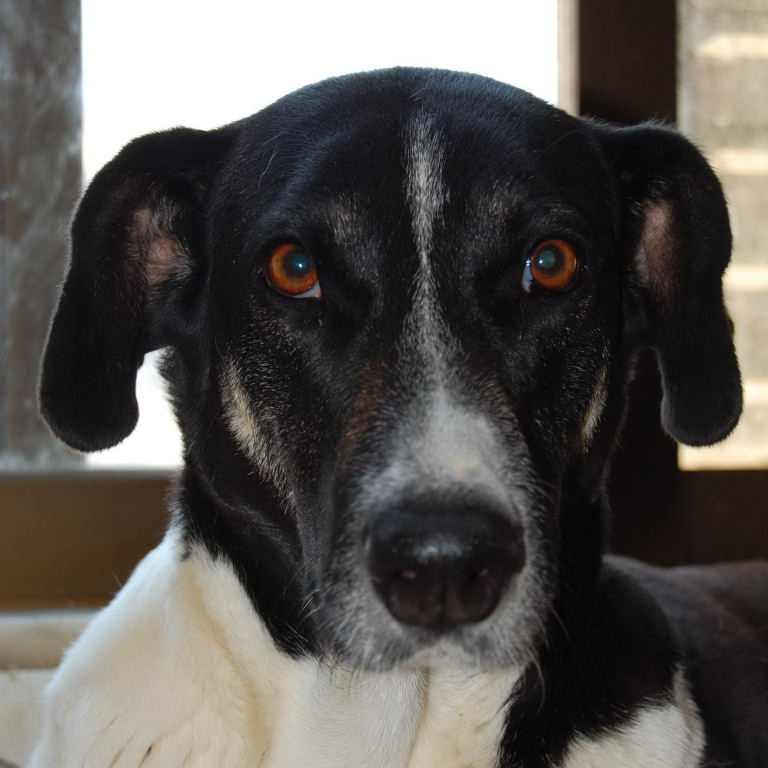 Merfy's Personal PetFolio